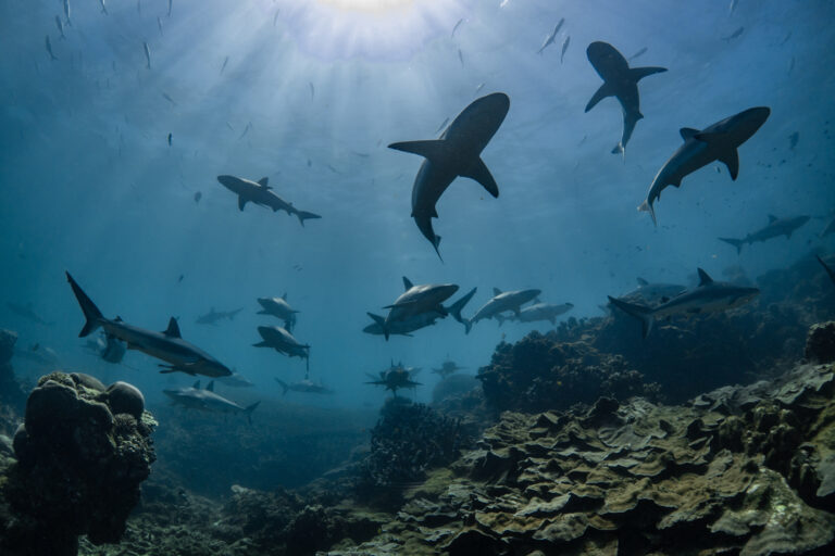 15 of the Worst Shark Attacks in Human History – earthanimals.net