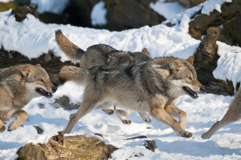 13 Lessons From Wolves About Leadership, Loyalty, And Betrayal ...