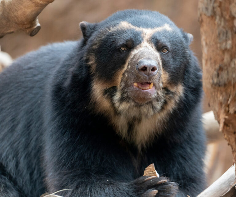 12 Dangerous Bears Around the World You Should Never Ever Approach ...