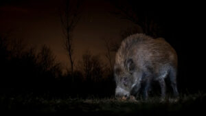 13 Wild Predators That Literally Hunt Humans—And The Regions They Roam ...