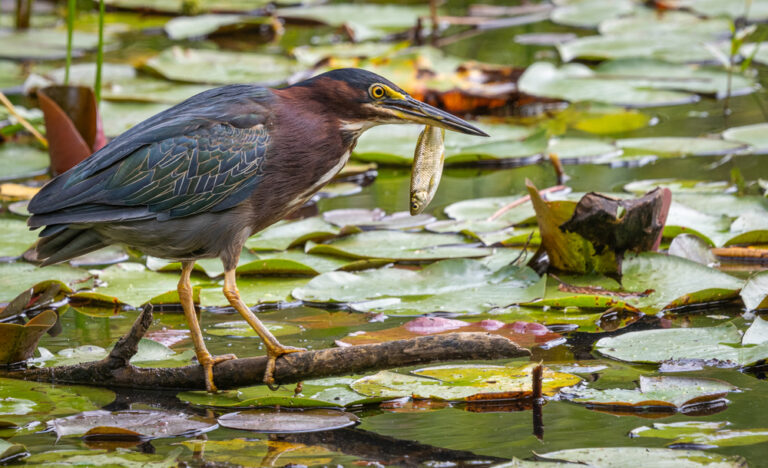 15 Ways Wild Animals Use Deception to Hunt Their Prey – earthanimals.net