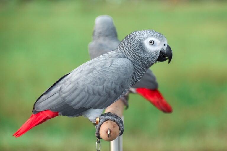 12 Pets that Live Incredibly Long Lives – earthanimals.net