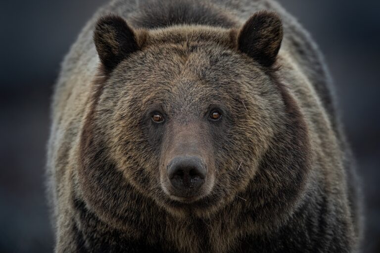 13 Dangerous Bears You Should Never Ever Approach – earthanimals.net