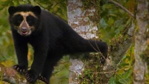 13 Dangerous Bears You Should Never Ever Approach – earthanimals.net