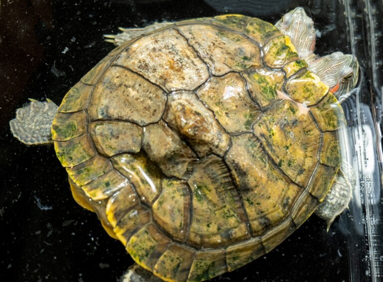 Rare Two-Headed Animals and Other Mind-Boggling Freaks of Nature ...