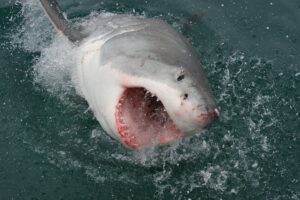 15 of the Worst Shark Attacks in Human History – earthanimals.net