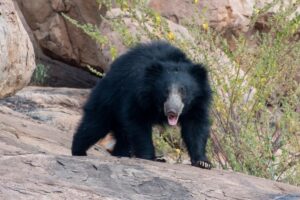 13 Dangerous Bears You Should Never Ever Approach – earthanimals.net