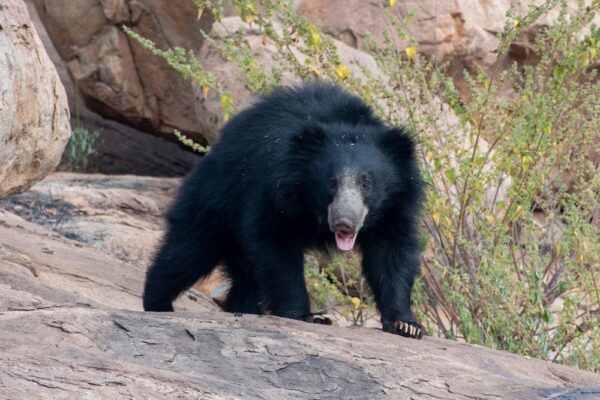 13 Dangerous Bears You Should Never Ever Approach – earthanimals.net
