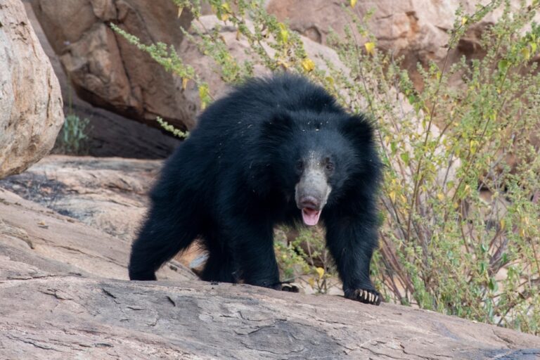 13 Dangerous Bears You Should Never Ever Approach – earthanimals.net