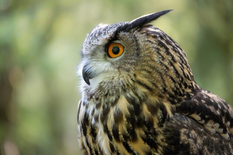 Owls Have Superpowers That Will Truly Blow Your Mind – earthanimals.net