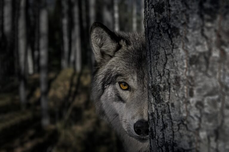 The Truth About Wolves: 10 Fascinating (And Terrifying) Facts ...