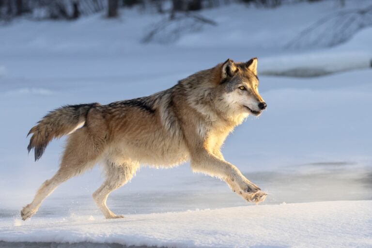 The Truth About Wolves: 10 Fascinating (And Terrifying) Facts ...