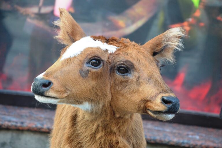 Rare Two-Headed Animals and Other Mind-Boggling Freaks of Nature ...