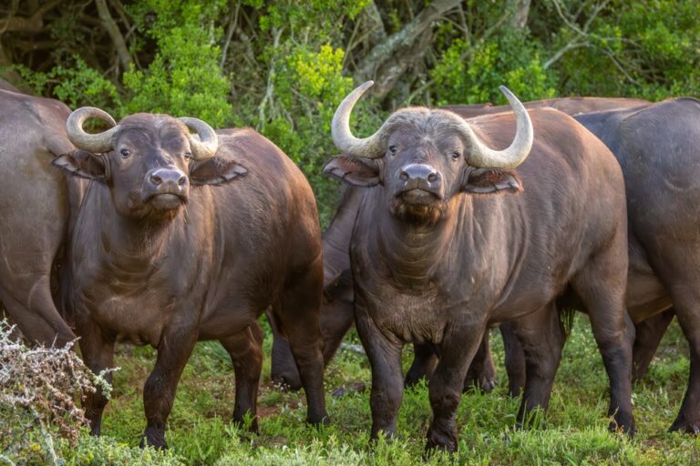 14 Beautiful But Lethal Animals You Should Never Approach ...