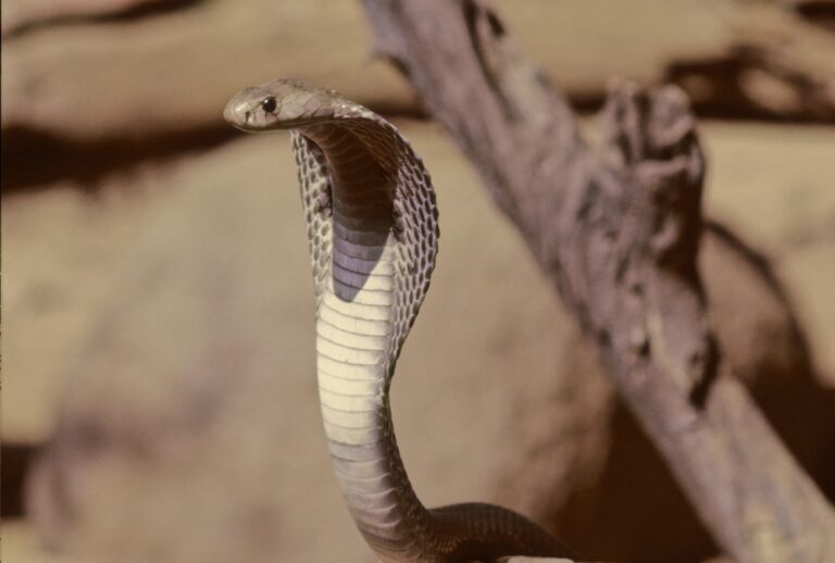13 Ways Snakes Hunt & Kill Their Prey That Are Seriously Disturbing ...