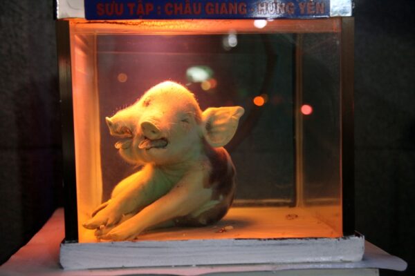 Rare Two-Headed Animals and Other Mind-Boggling Freaks of Nature ...