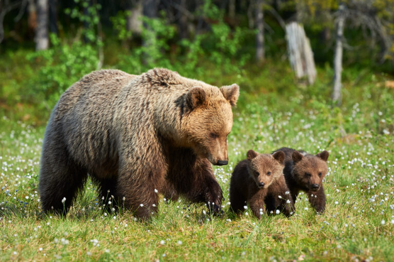 13 Animal Mothers That Protect Their Young With Their Life ...
