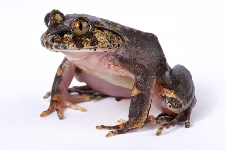 14 Most Unusual Animal Defenses In Nature – earthanimals.net