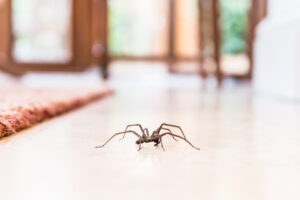 10 “Deadly” Spider Species That Are Surprisingly Harmless ...