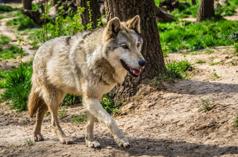 15 Facts You Never Knew About the Real Life Boy Raised by Wolves ...