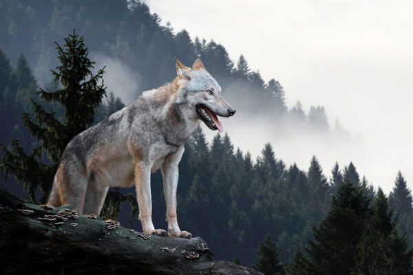 The Truth About Wolves: 10 Fascinating (And Terrifying) Facts ...