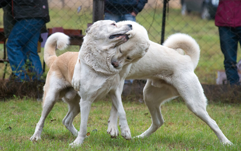 The Truth About Wolves: 10 Fascinating (And Terrifying) Facts ...