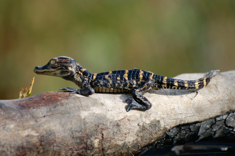 14 Animals That Take Protectiveness To Insane Levels – earthanimals.net