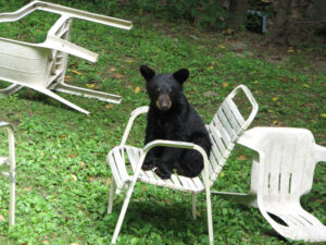 Fascinating Bear Behaviors That Are Surprisingly Human-Like ...