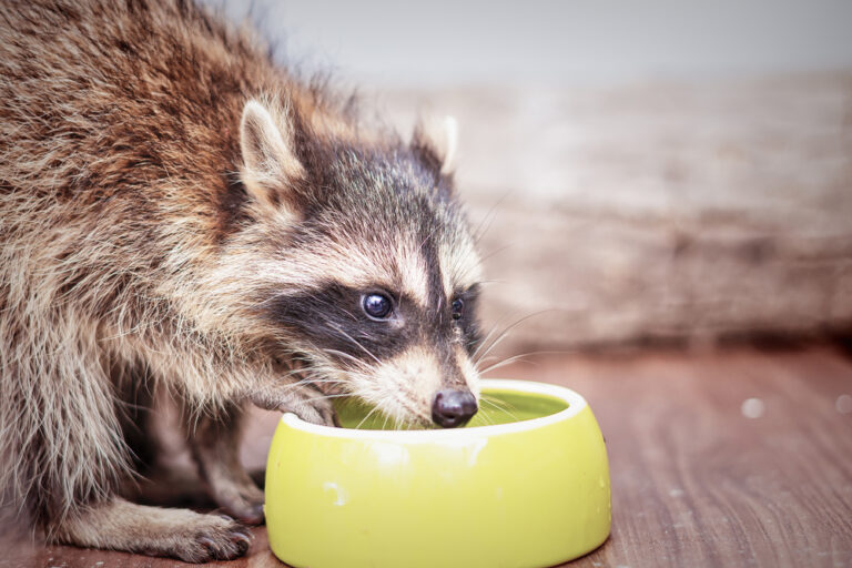 12 Animals That Are Masters At Escaping Captivity – earthanimals.net