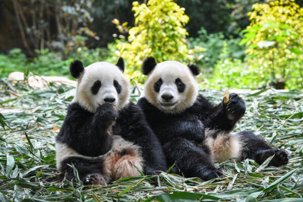 12 Adorable Traits Of Pandas That Will Make You Weep – earthanimals.net