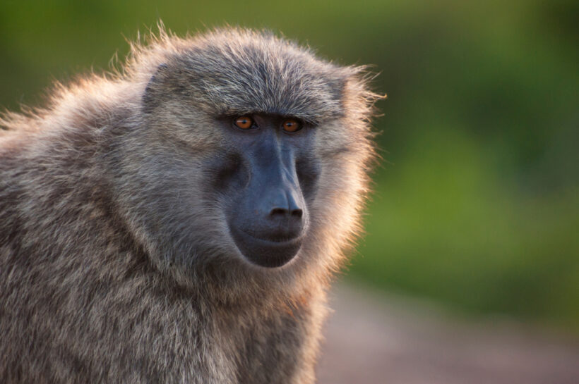 10 Weird-Looking Monkeys That Are As Dangerous As They Are Mischievous ...