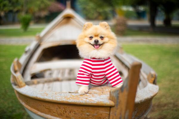 13 Heartbreaking Stories Of The Dogs & Animals That Perished On The ...