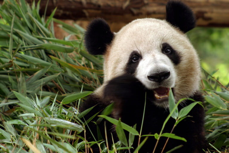 12 Adorable Traits Of Pandas That Will Make You Weep – earthanimals.net