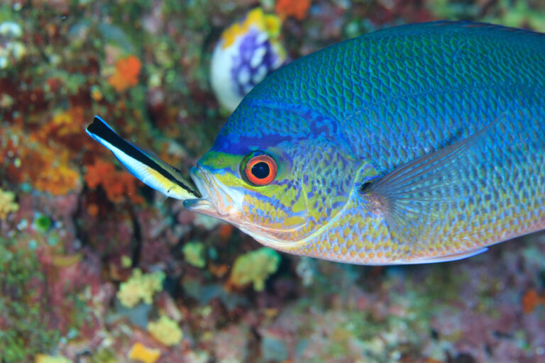 13 Sea Creatures That Feed Off Each Other In The Ocean – earthanimals.net