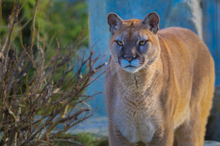 14 Wild Animals That Still Hunt Humans As Prey – earthanimals.net