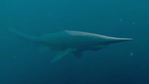 12 Alien-Like Fish Species You Won’t Believe Exist In Our Ocean ...