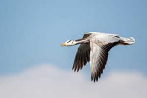 13 Animals That Sense Natural Disasters Before You Even Feel A Thing ...