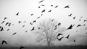 The Shocking Truth About How Crows Plan And Plot Revenge – earthanimals.net