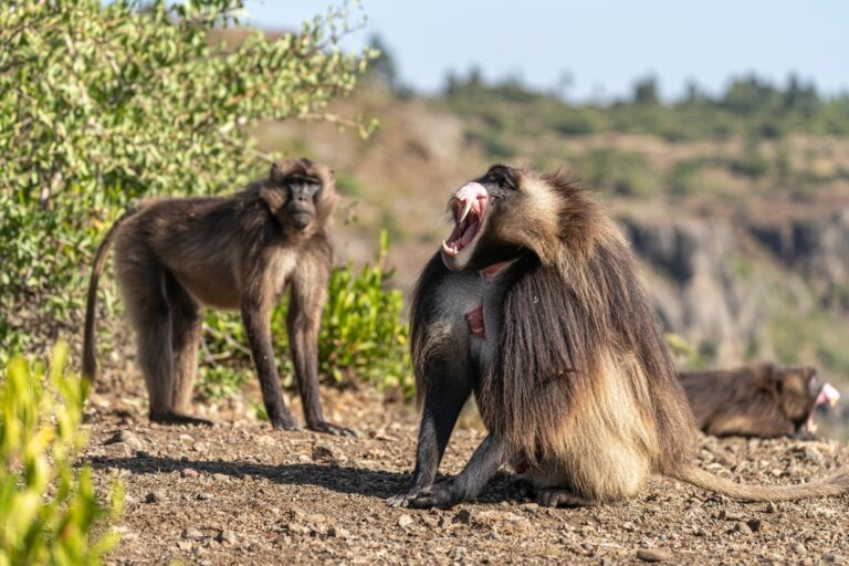10 Weird-Looking Monkeys That Are As Dangerous As They Are Mischievous ...