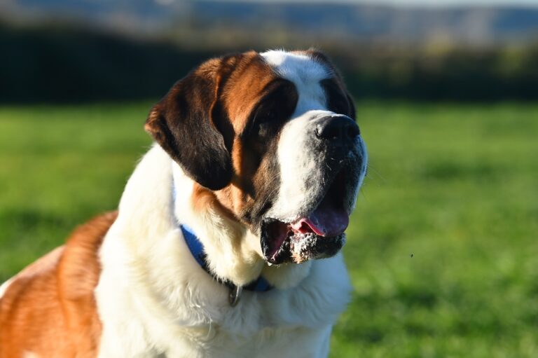 13 Heartbreaking Stories Of The Dogs & Animals That Perished On The ...