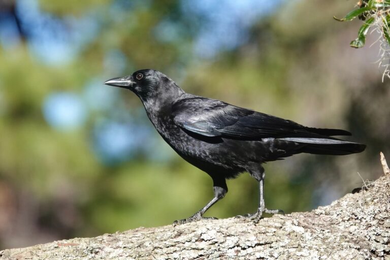 The Shocking Truth About How Crows Plan And Plot Revenge – earthanimals.net