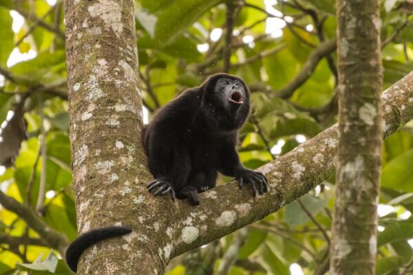 12 Creatures Who Screech So Loud They’ll Almost Burst Your Ear Drums ...