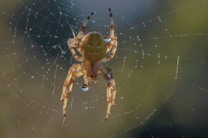 12 Creatures That Hunt in Complete Silence—And Why You Should Be ...