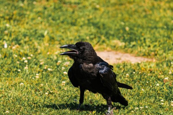 The Shocking Truth About How Crows Plan And Plot Revenge – earthanimals.net