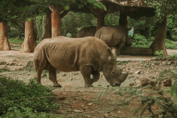 14 Incredibly Rare Animals You’ll Only See Once in a Lifetime ...