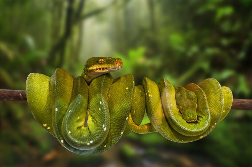 14 Traits Of Snakes That Are Fascinating And Fear-Inducing ...