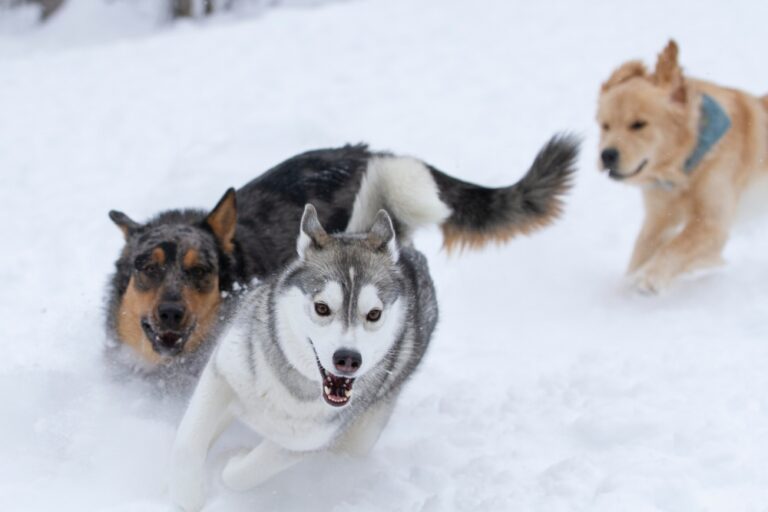 10 Unbelievable (But True) Stories of People Being Raised by Animals ...