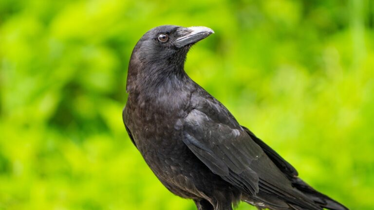 The Shocking Truth About How Crows Plan And Plot Revenge – earthanimals.net