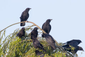The Shocking Truth About How Crows Plan And Plot Revenge – earthanimals.net