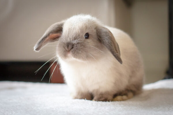 14 Miniature Animals That Make The Best Low Maintenance Pets ...